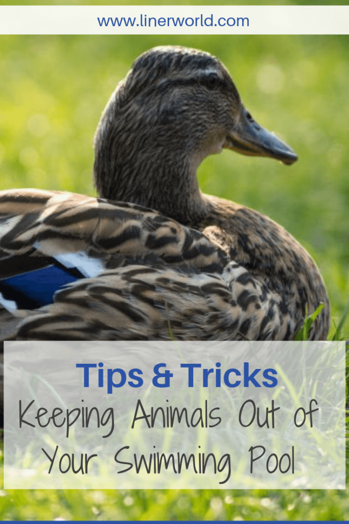 Tips for Animal-Proofing a Backyard Swimming Pool - LinerWorld Blog